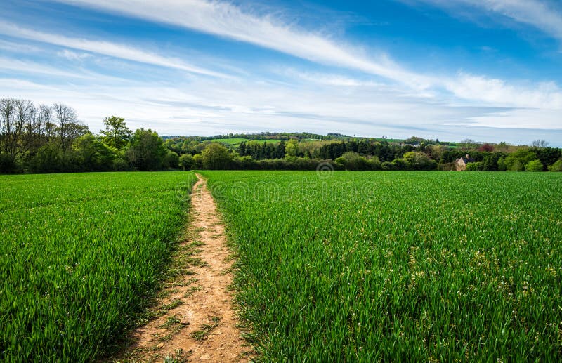 A Rustic Dirt Path Cuts through a Vibrant Field of Young Barley 2 Stock ...