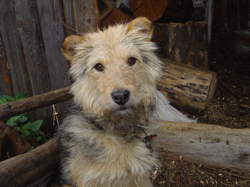 Rustic dog. stock photo. Image of wood, summer, grass - 79002830