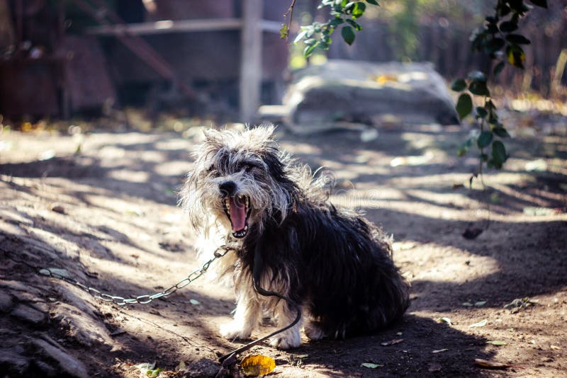 Rustic dog stock photo. Image of yawning, hairy, rustic - 45821058