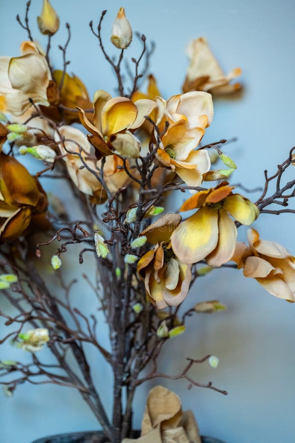 Rustic Dried Magnolia Arrangement with Warm Earthy Tones.. Stock Photo ...