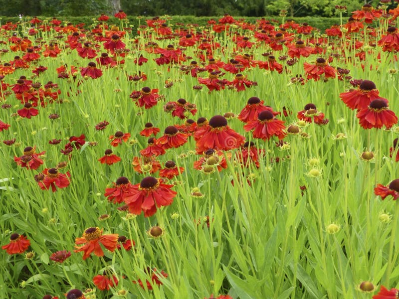 Rustic Dwarf flower. 2 stock photo. Image of centre, dwarf - 43708500