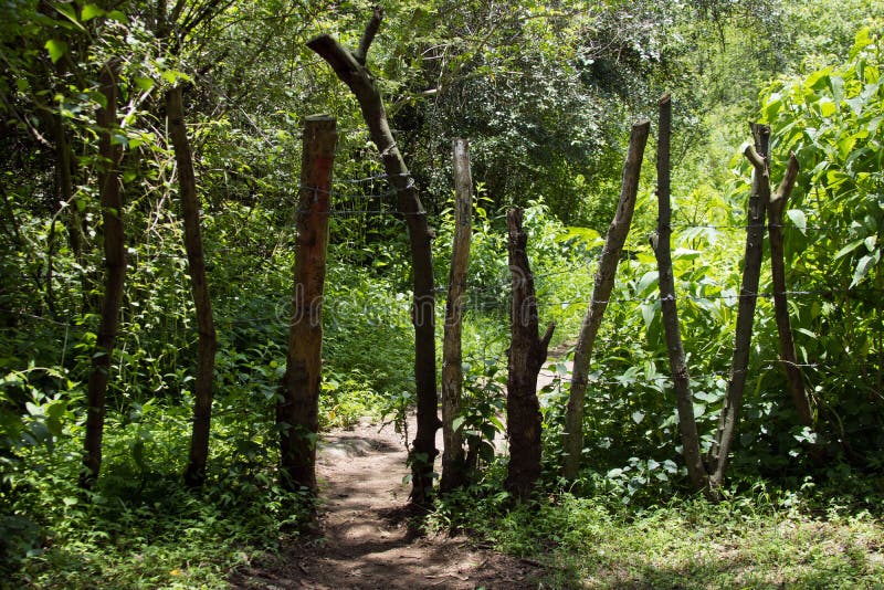 Rustic entry in the woods stock image. Image of park - 124381135