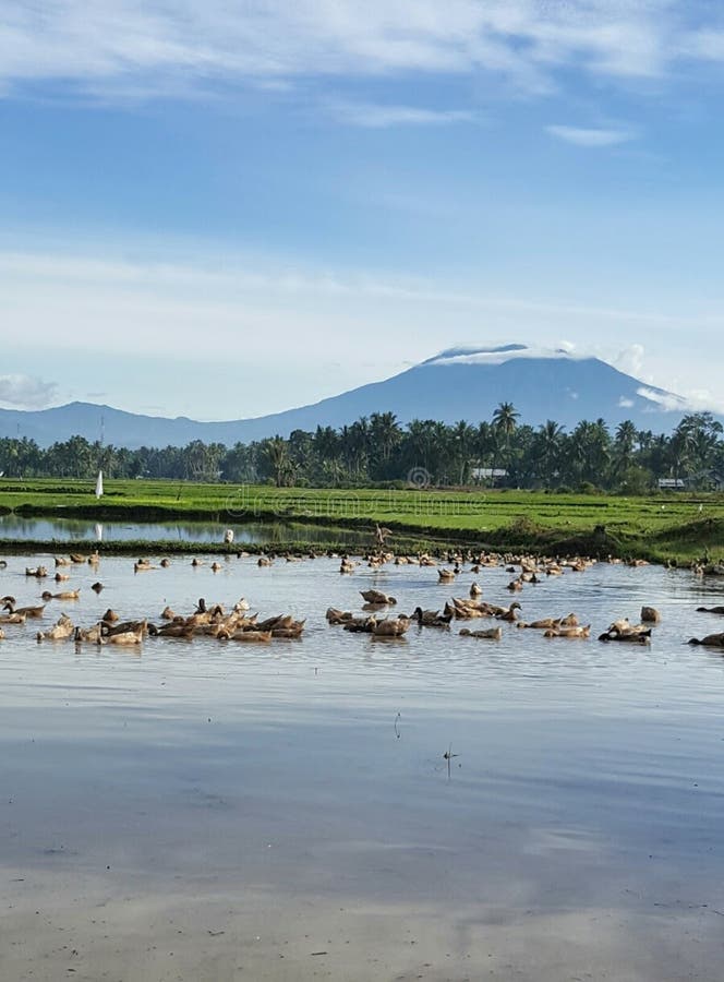 Rustic Environment with Beautiful Views in the Morning Stock Photo ...
