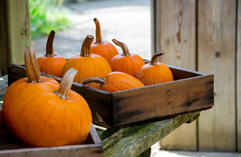 Rustic Fall Pumpkins in Boxes Stock Image - Image of autumn, display ...