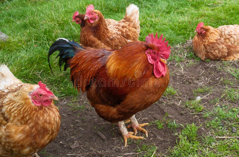 Rustic Farm Rooster and Hens Stock Photo - Image of feathered, beak ...