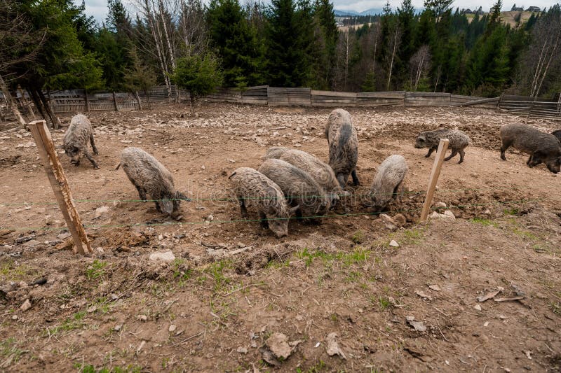 Rustic Farm Scene Featuring Pig Foraging in a Natural Outdoor Setting ...