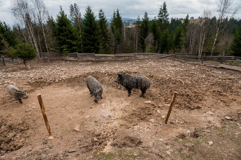 Rustic Farm Scene Featuring Pigs in a Natural Landscape Stock Photo ...