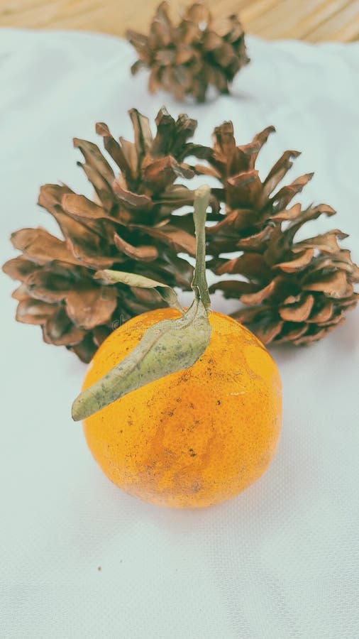 Rustic flower orange stock image. Image of food, branch - 259963865