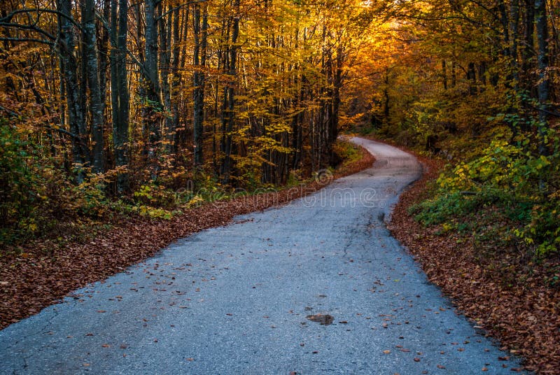Rustic Forest Lane in Autumn Stock Image - Image of beauty, countryside ...
