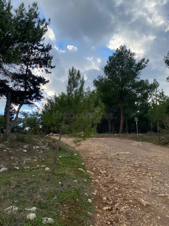 Rustic Forest Path Under Cloudy Sky Stock Photo - Image of serene ...