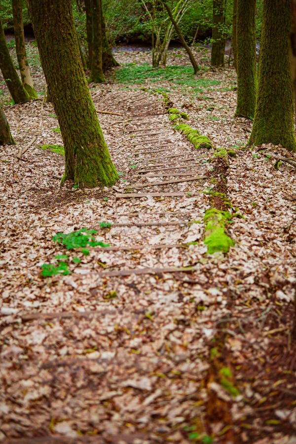 Rustic Forest Path with Wooden Steps Surrounded by Moss Covered Trees ...