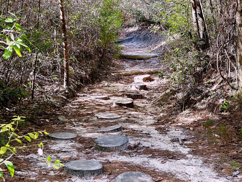 Rustic Forest Trail with Stepping Stones Stock Image - Image of serene ...