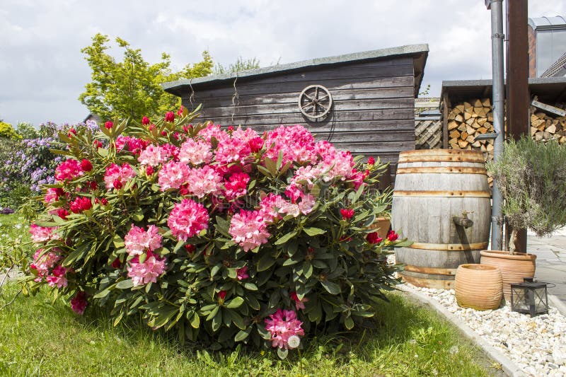 Rustic Garden - Blooming Pink Rhododendron Flowers Stock Image - Image ...
