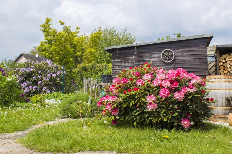 Rustic Garden - Blooming Pink Rhododendron Flowers Stock Photo - Image ...