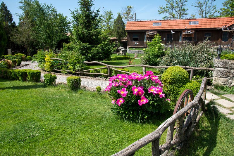 Rustic Garden in Spring with Blooming Pink Peonies and Green Grass ...