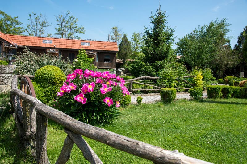 Rustic Garden in Spring with Blooming Pink Peonies and Green Grass ...
