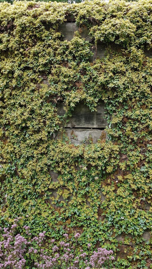 Rustic Garden Wall Covered in Lush Moss with Hints of Purple Thyme ...