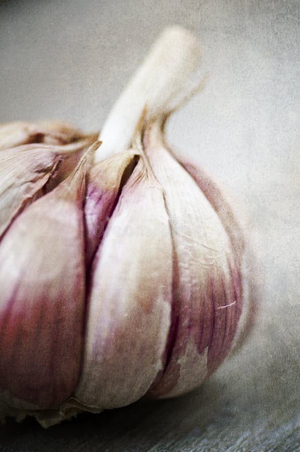 Rustic garlic bulb stock image. Image of bright, food - 22822817