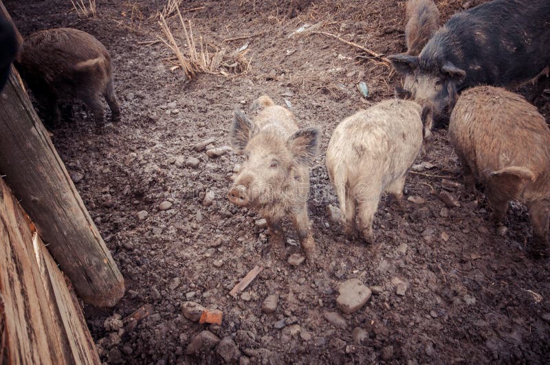 Rustic Gathering of Pigs in Muddy Enclosure Stock Image - Image of ...
