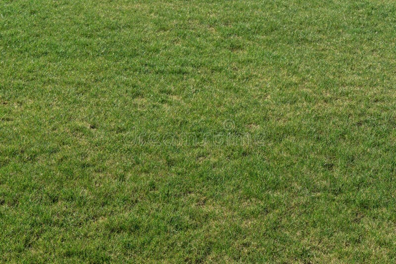 Rustic Green Grass Field Ground Surface Yard Outdoor Space without ...