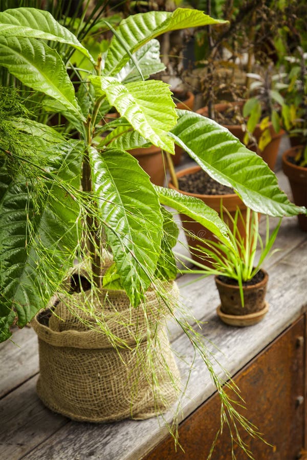 Rustic, Green Farmstead in Wisconsin Stock Photo - Image of outbuilding ...