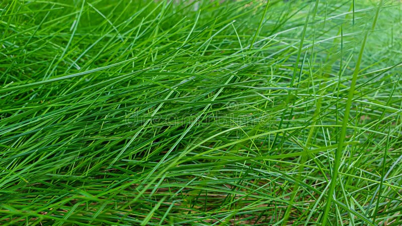 Rustic Green Plants in Summer. Chamomile and Celandine, Small Grass ...