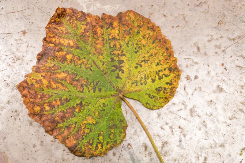 Rustic Green and Yellow Leaf Stock Image - Image of fall, maple: 82111611