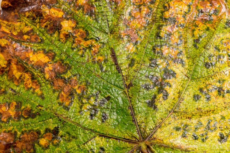 Rustic Green and Yellow Leaf Stock Image - Image of striking, rustic ...