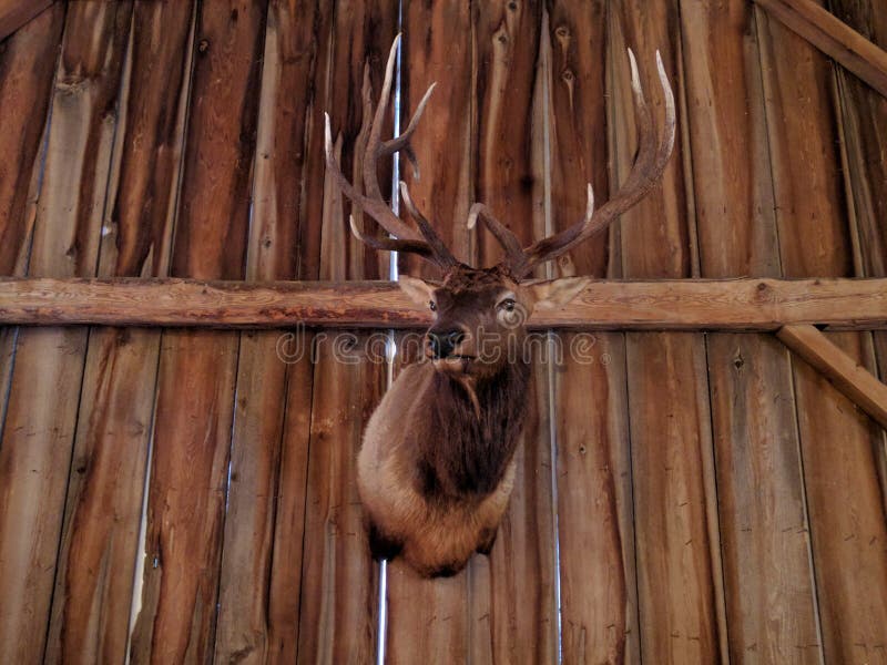 Rustic Hanging Male Deer Head Stock Image - Image of decorate, indoor ...