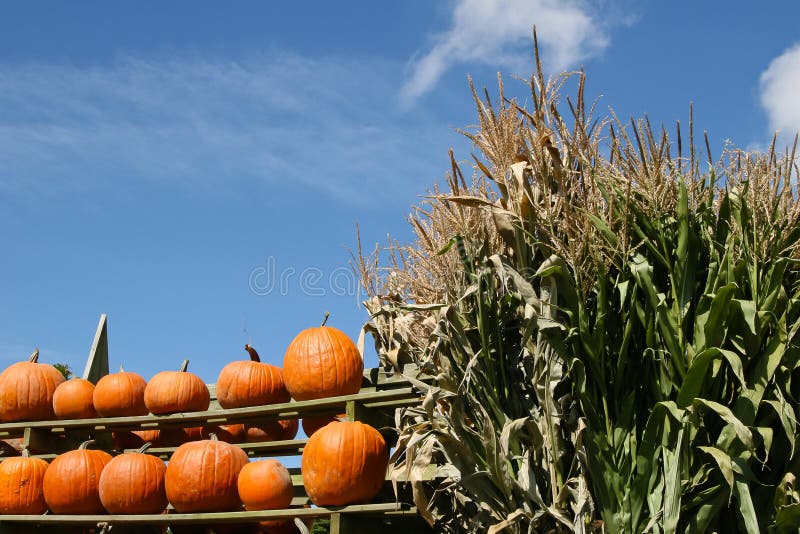 Rustic Harvest Scene with Pumpkins and Cornstalks Stock Photo - Image ...