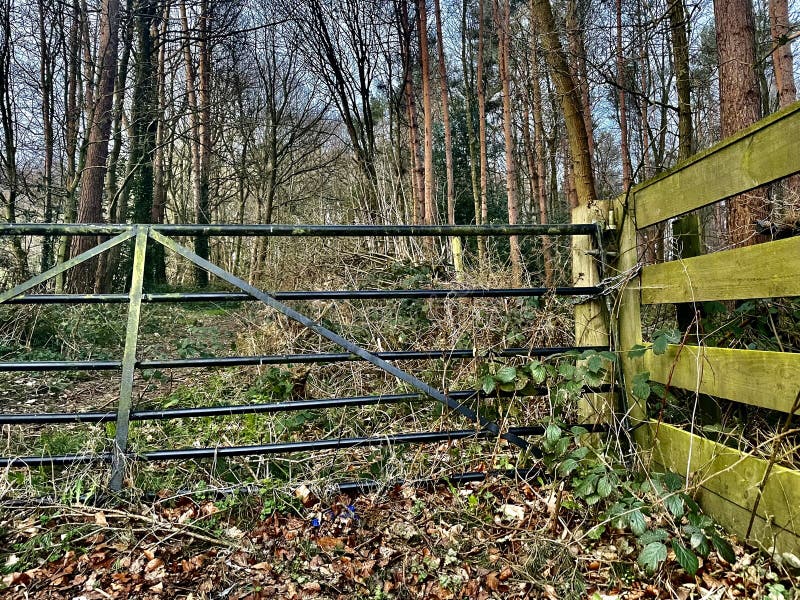 Rustic hidden forest gate stock image. Image of tree - 243828783