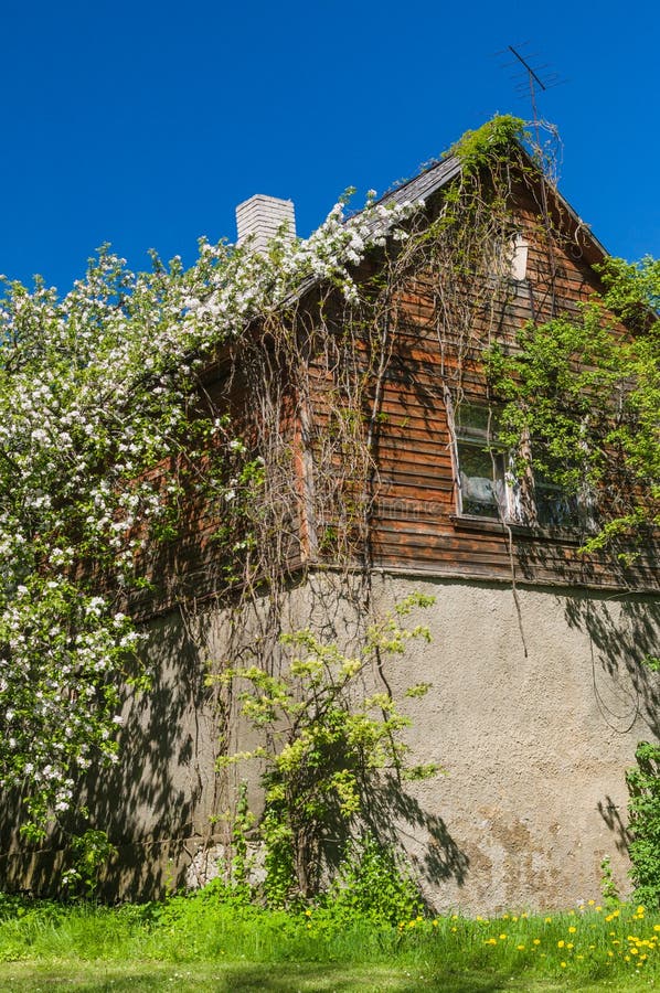 Rustic House Covered by Flowers Under Blue Sky Stock Image - Image of ...