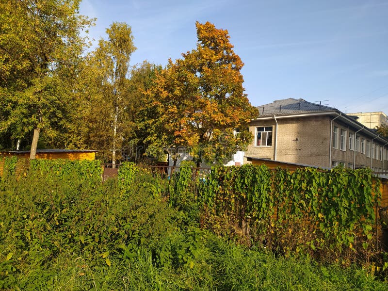 A Rustic House among Green Vines Stock Photo - Image of house, tree ...