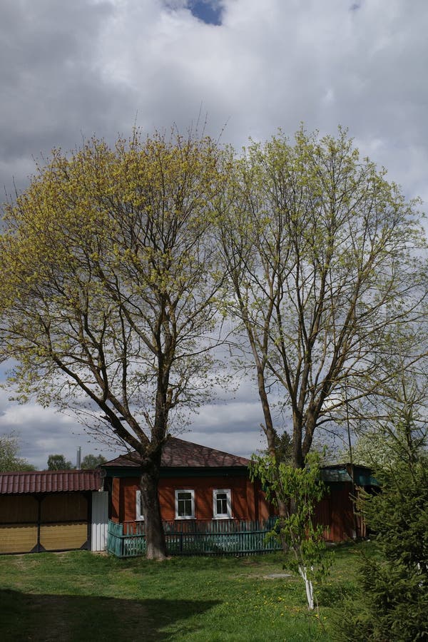 A Rustic House and Two Tall Maple Trees Against the Sky. Editorial ...