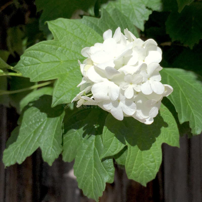 Rustic Hydrangea ball stock photo. Image of shot, fence - 71886860