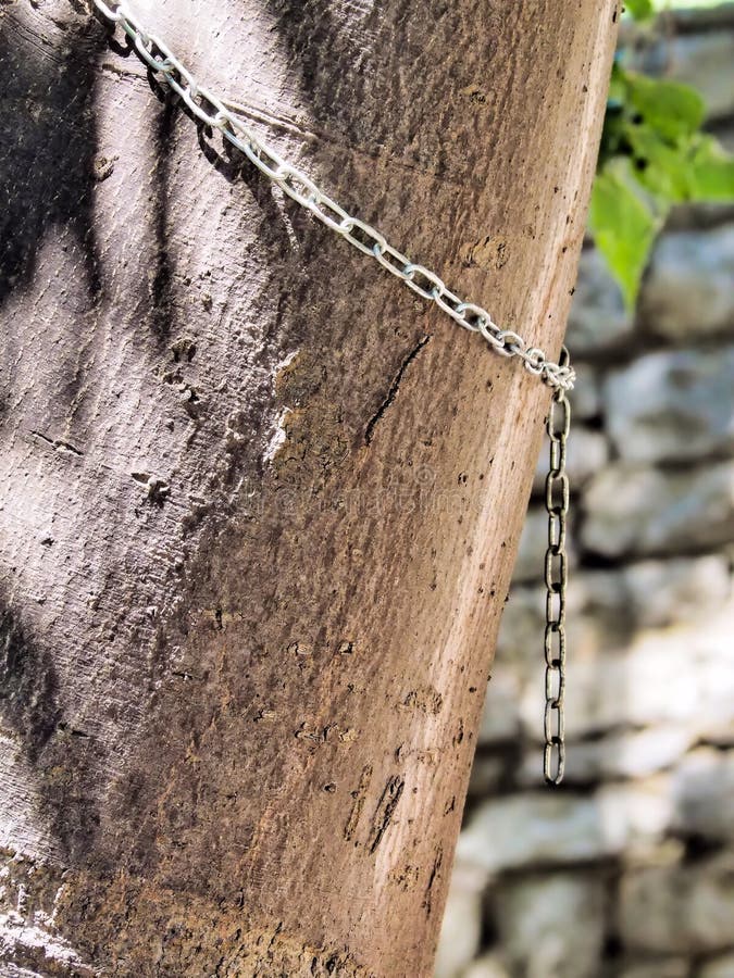 Rustic Iron Chain Wrapped Around Weathered Tree Trunk with Sunlight ...