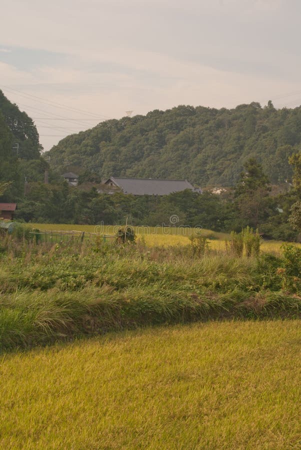 Rustic Old Japanese Style Wooden Door Texture Background Stock Photo ...