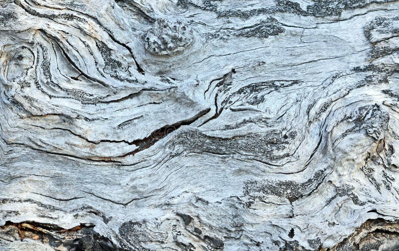 Knotted wood background stock photo. Image of pitting - 109105530