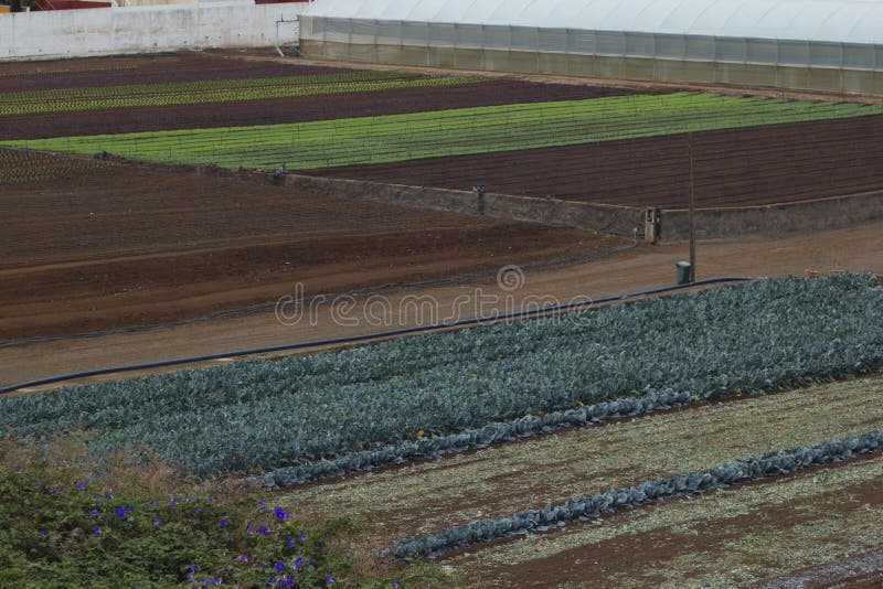 Rustic Landscape. Farmers Fields. Stock Image - Image of farm, soybean ...