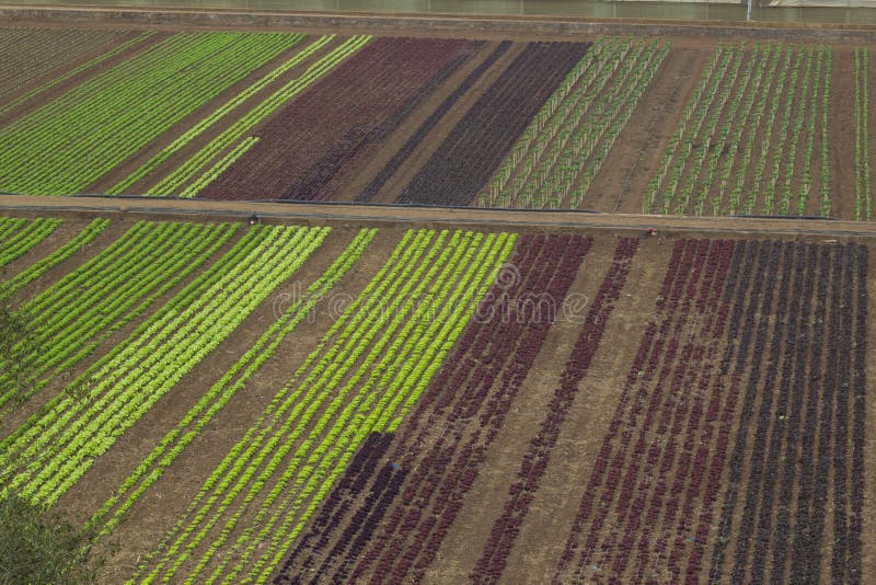 Rustic Landscape. Farmers Fields. Stock Image - Image of plantation ...