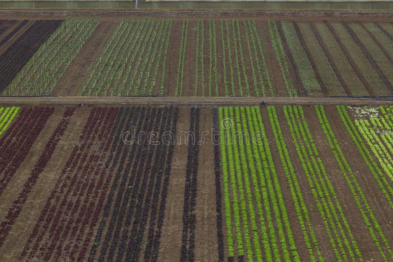 Rustic Landscape. Farmers Fields. Stock Image - Image of farmers, crops ...
