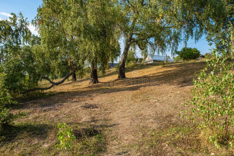 A Rustic Landscape with a Gentle Slope and Thick Old Birches Stock ...
