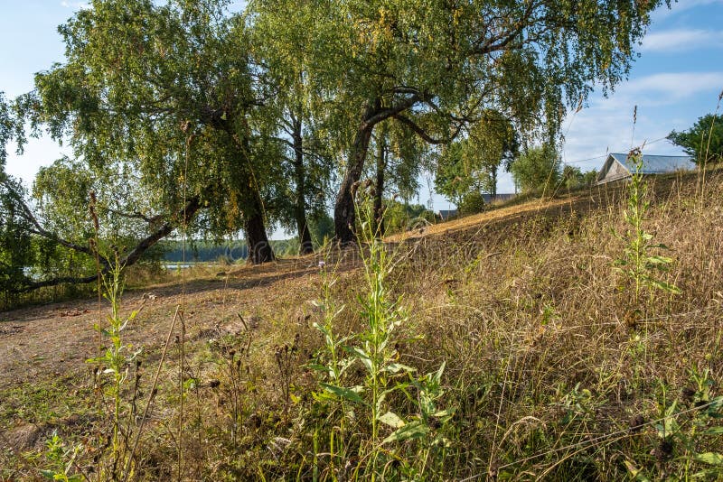 A Rustic Landscape with a Gentle Slope and Thick Old Birches Stock ...
