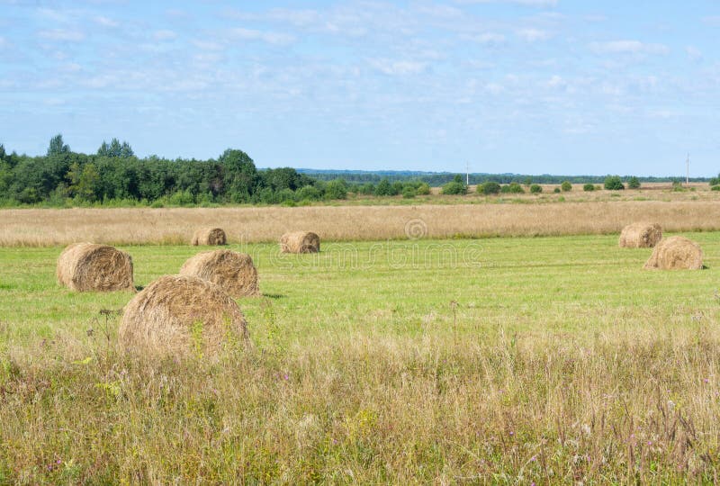 Rustic Landscape. Sheaves of Hay on the Field. Stock Photo - Image of ...