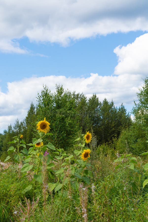 Rustic Landscape. the Village in Summer. Village Streets. Stock Photo ...