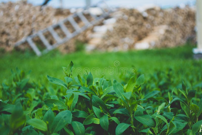 Rustic Landscape, Yard with Green Grass, Stairwell and Stack of ...