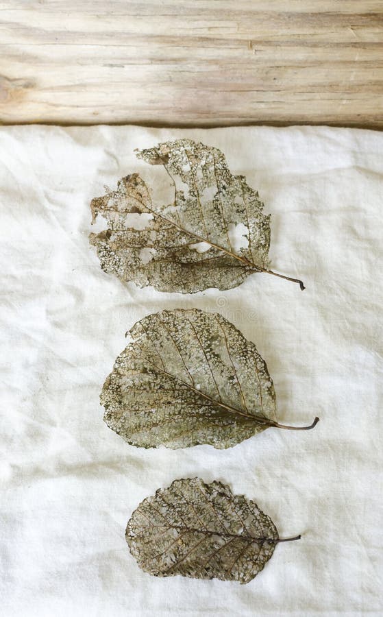 Rustic leaf skeletons stock photo. Image of fall, flora - 45388780