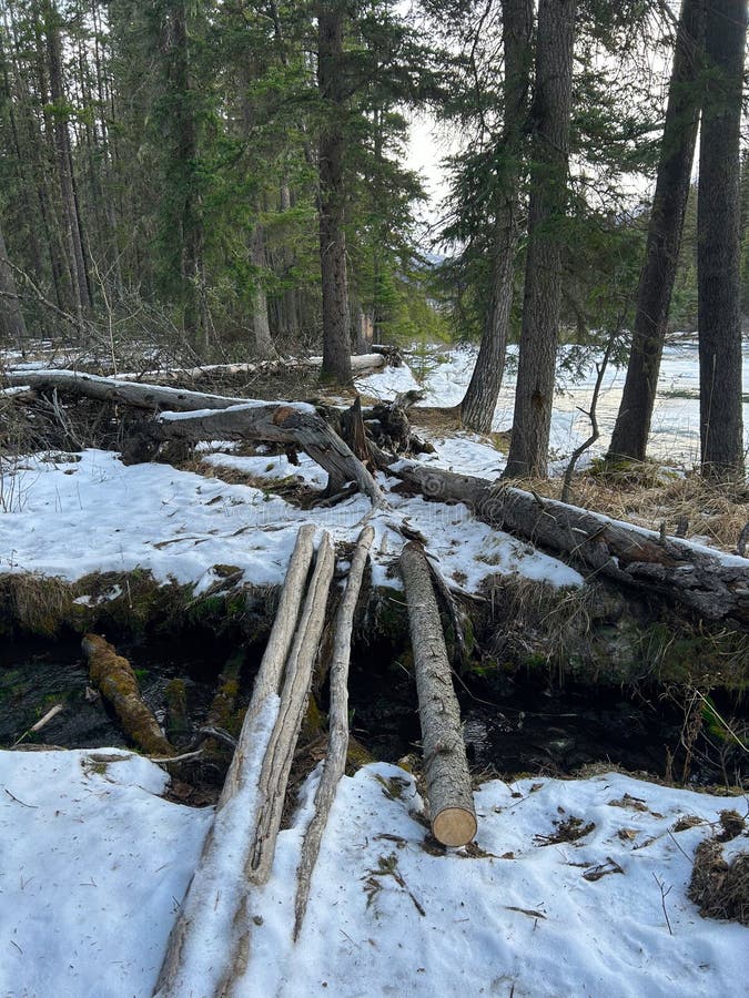 Rustic Log Bridge Over a Snowy Forest Stream Stock Image - Image of ...