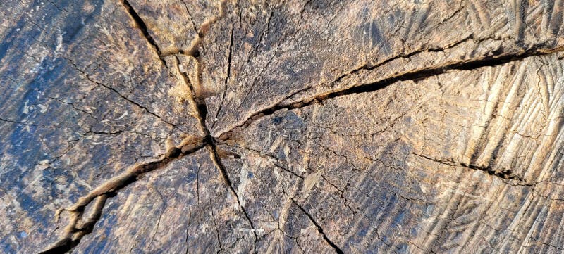 Rustic Log with Veins and Marks that Can Be Used As a Background Stock ...