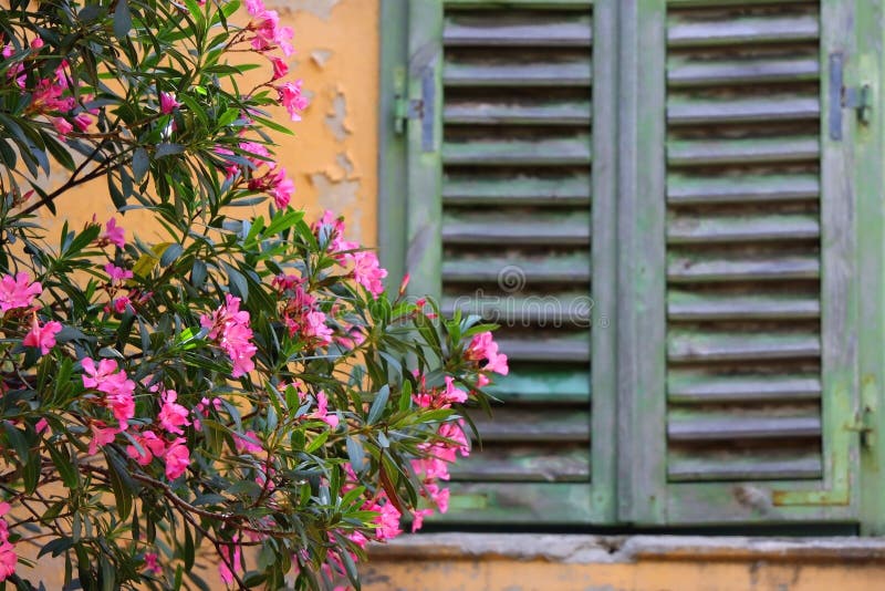 Rustic Mediterranean Window and Oleander Flowers Stock Photo - Image of ...